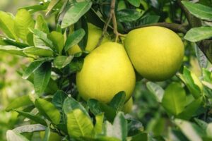 Pomelo pianta: conosci le moltissime caratteristiche di questo agrume?